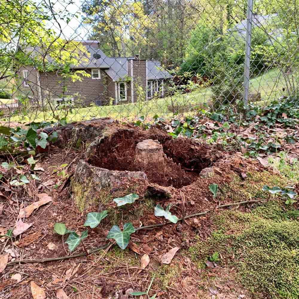 DIY Mini Succulent Garden (in a Tree Stump) - Artsy Pretty Plants