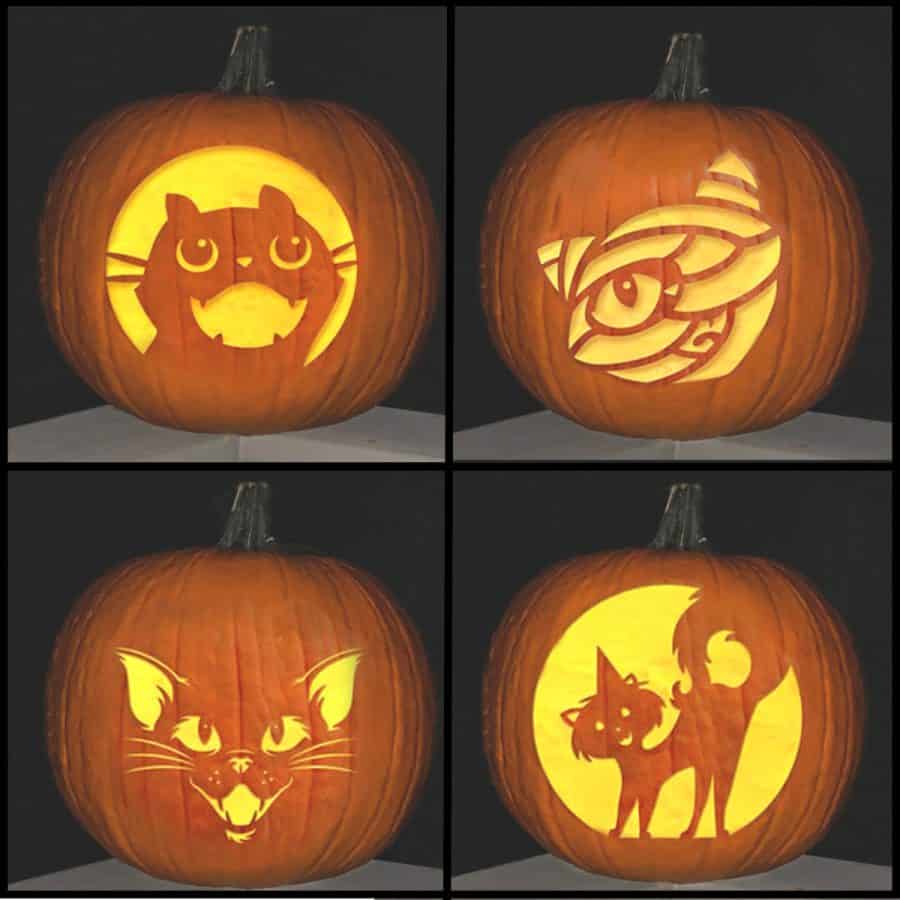 Kitten In Pumpkin Sales Online Save 41 Idiomas to senac br