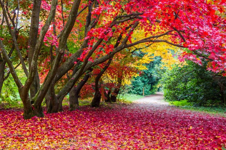 Fall Trees With The Best Color For Your Yard - Artsy Pretty Plants