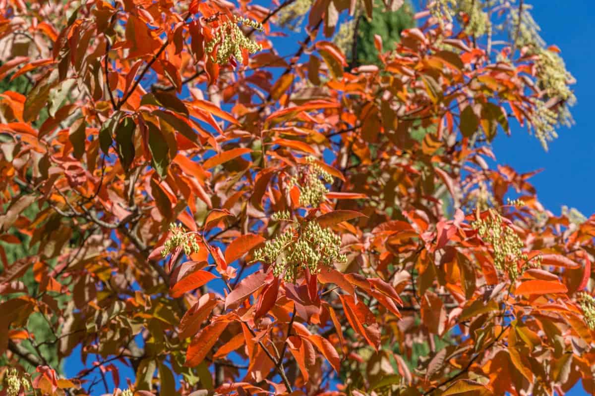 Fall Trees With The Best Color For Your Yard - Artsy Pretty Plants