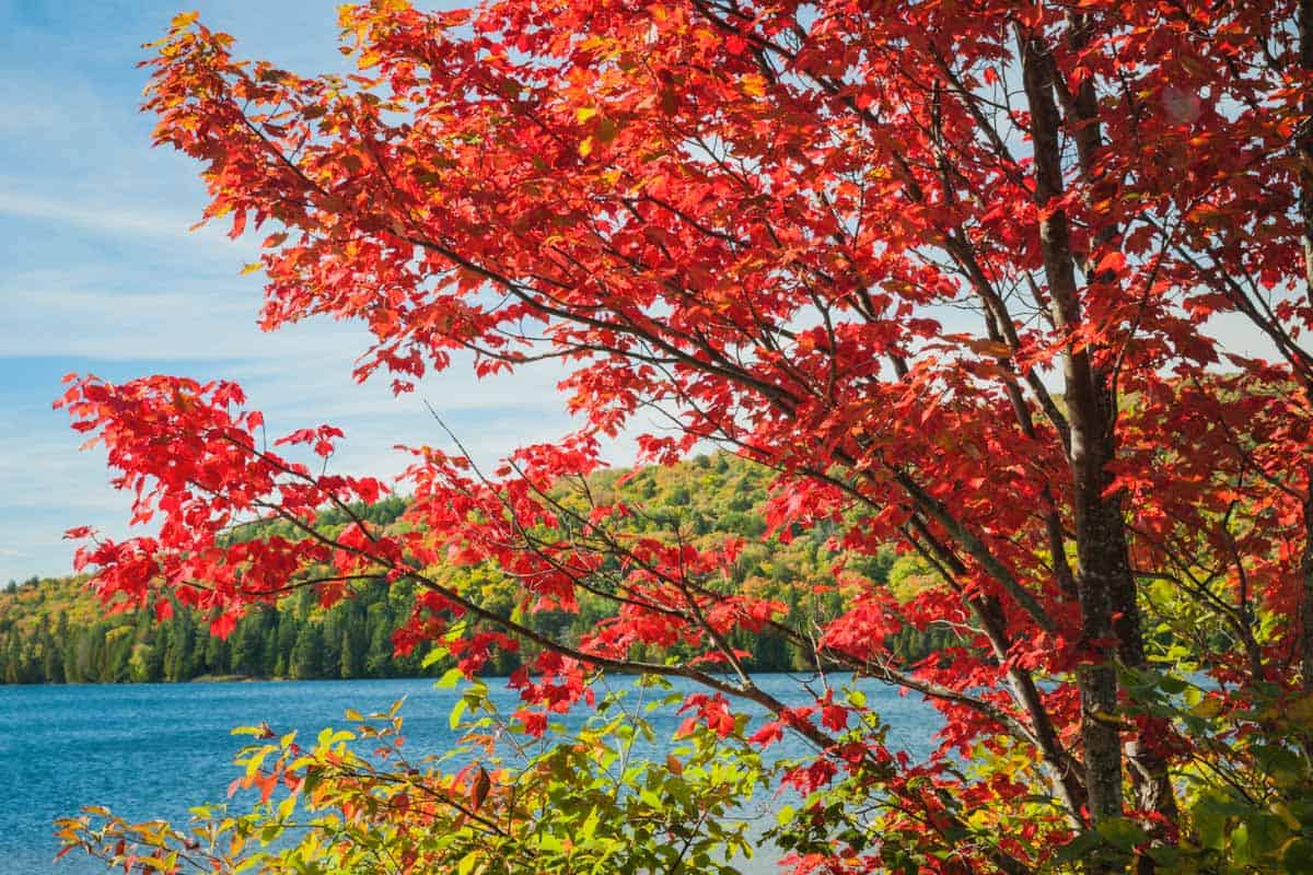 Fall Trees With The Best Color For Your Yard - Artsy Pretty Plants