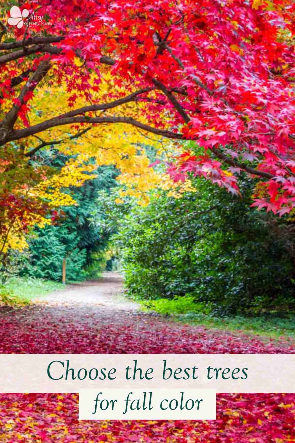 Fall Trees With The Best Color For Your Yard - Artsy Pretty Plants