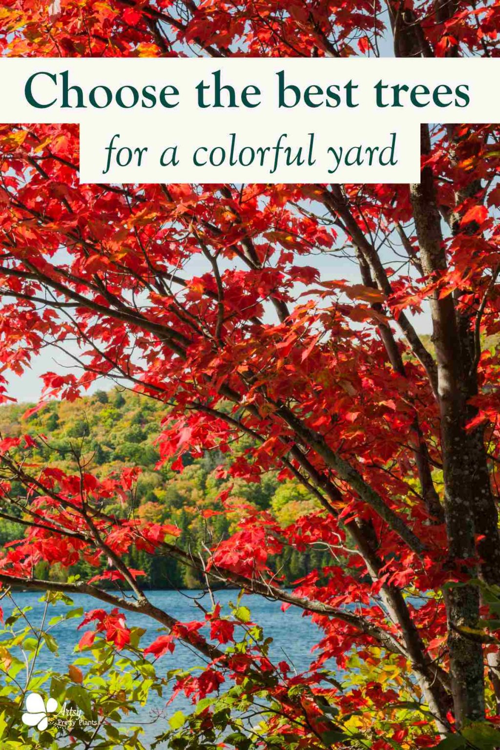 Fall Trees With The Best Color For Your Yard - Artsy Pretty Plants