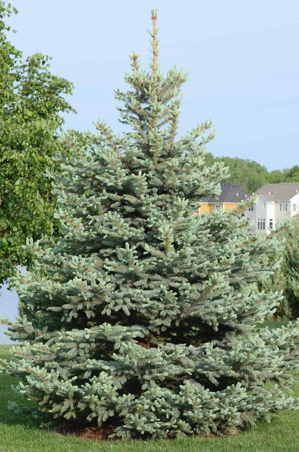 Best Privacy Trees For a Small Backyard - Artsy Pretty Plants