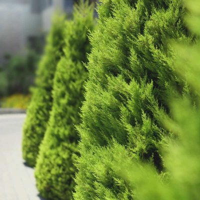 Best Privacy Trees For a Small Backyard - Artsy Pretty Plants