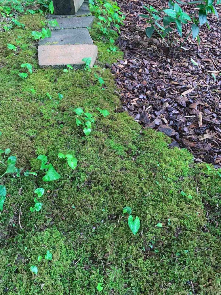 How To Transplant Moss & Expand It In Your Yard - Artsy Pretty Plants