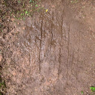 How To Transplant Moss & Expand It In Your Yard - Artsy Pretty Plants