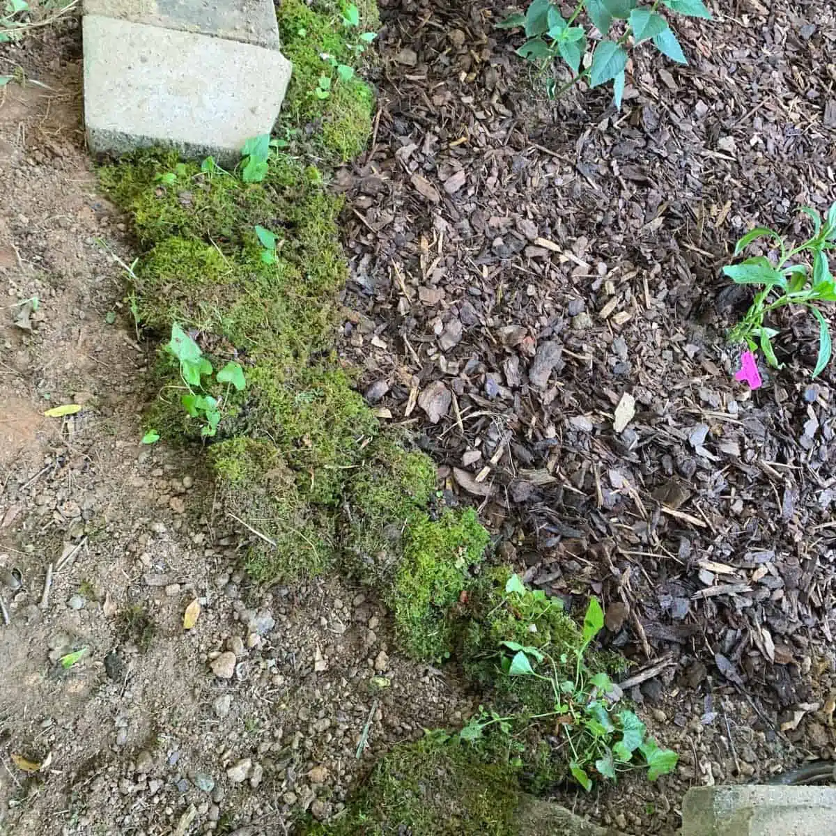 How To Transplant Moss & Expand It In Your Yard - Artsy Pretty Plants