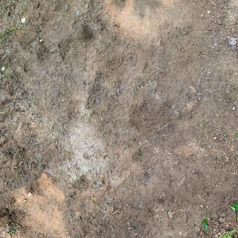 How To Transplant Moss & Expand It In Your Yard - Artsy Pretty Plants