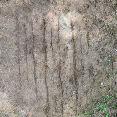 How To Transplant Moss & Expand It In Your Yard - Artsy Pretty Plants