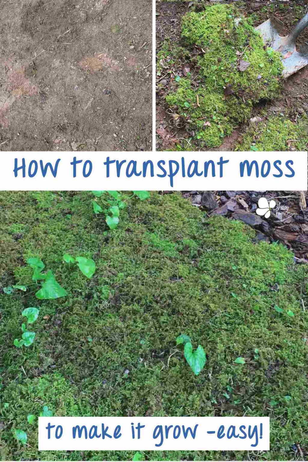 How To Transplant Moss & Expand It In Your Yard - Artsy Pretty Plants