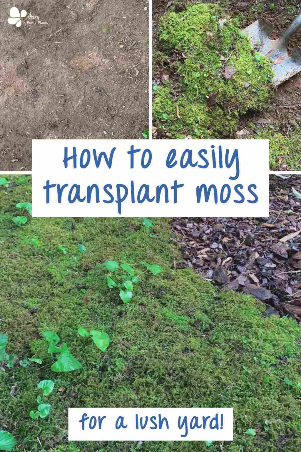 How To Transplant Moss