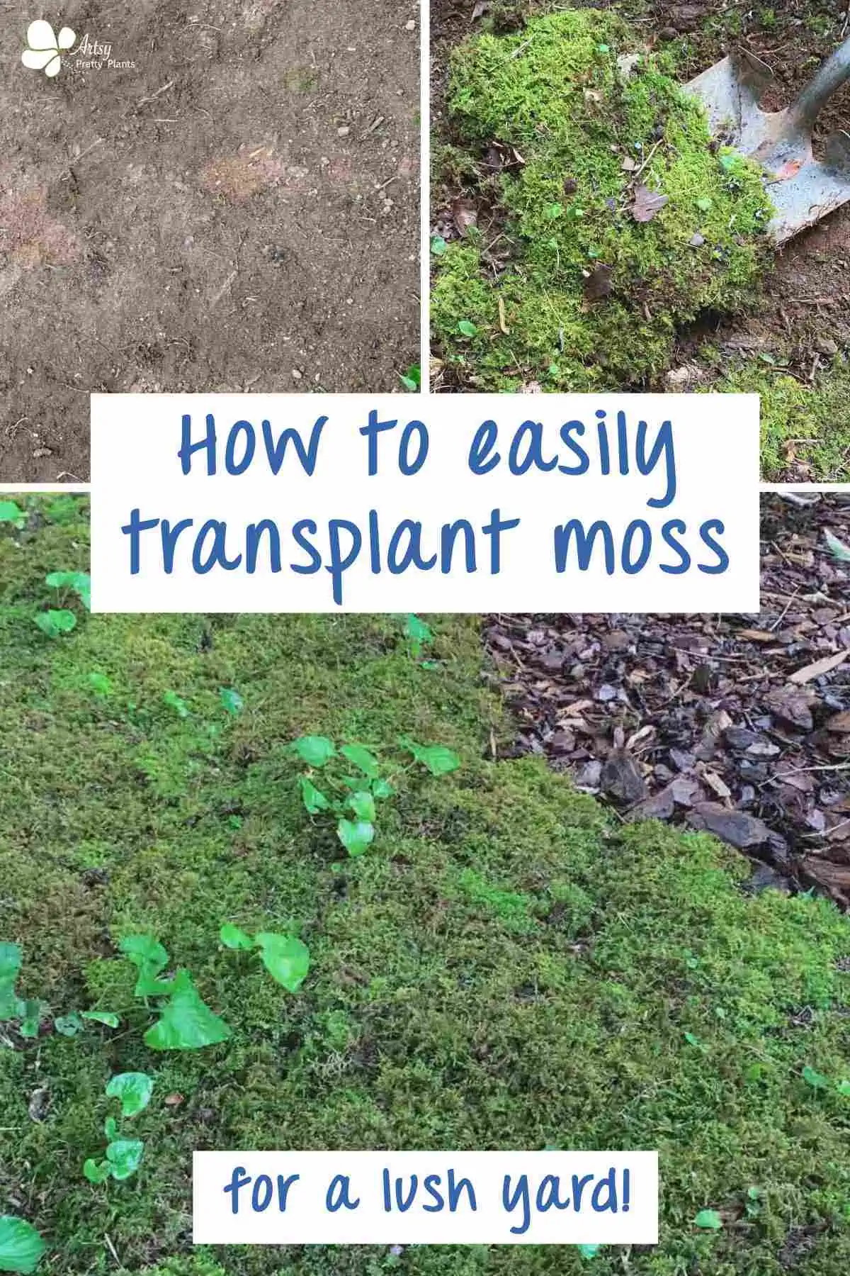 How To Transplant Moss & Expand It In Your Yard - Artsy Pretty Plants