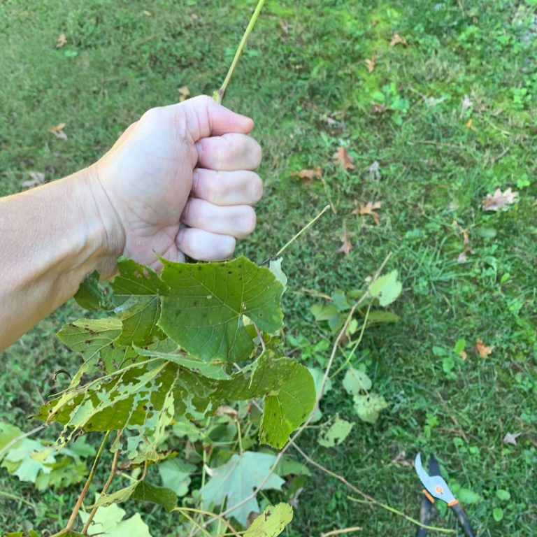 DIY Hanging Grapevine Basket Planter - Artsy Pretty Plants