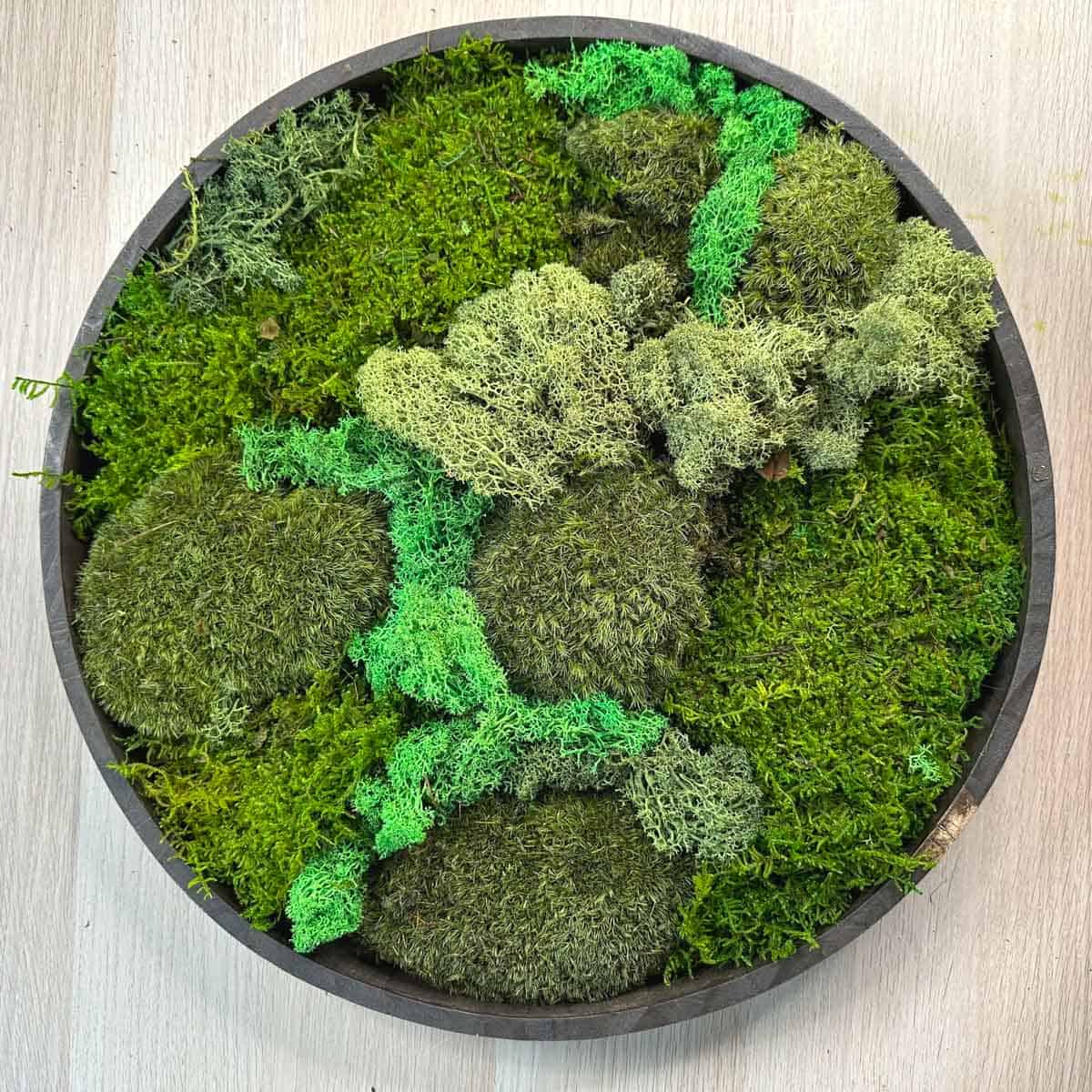 Make Beautiful DIY Moss Wall Art - Artsy Pretty Plants