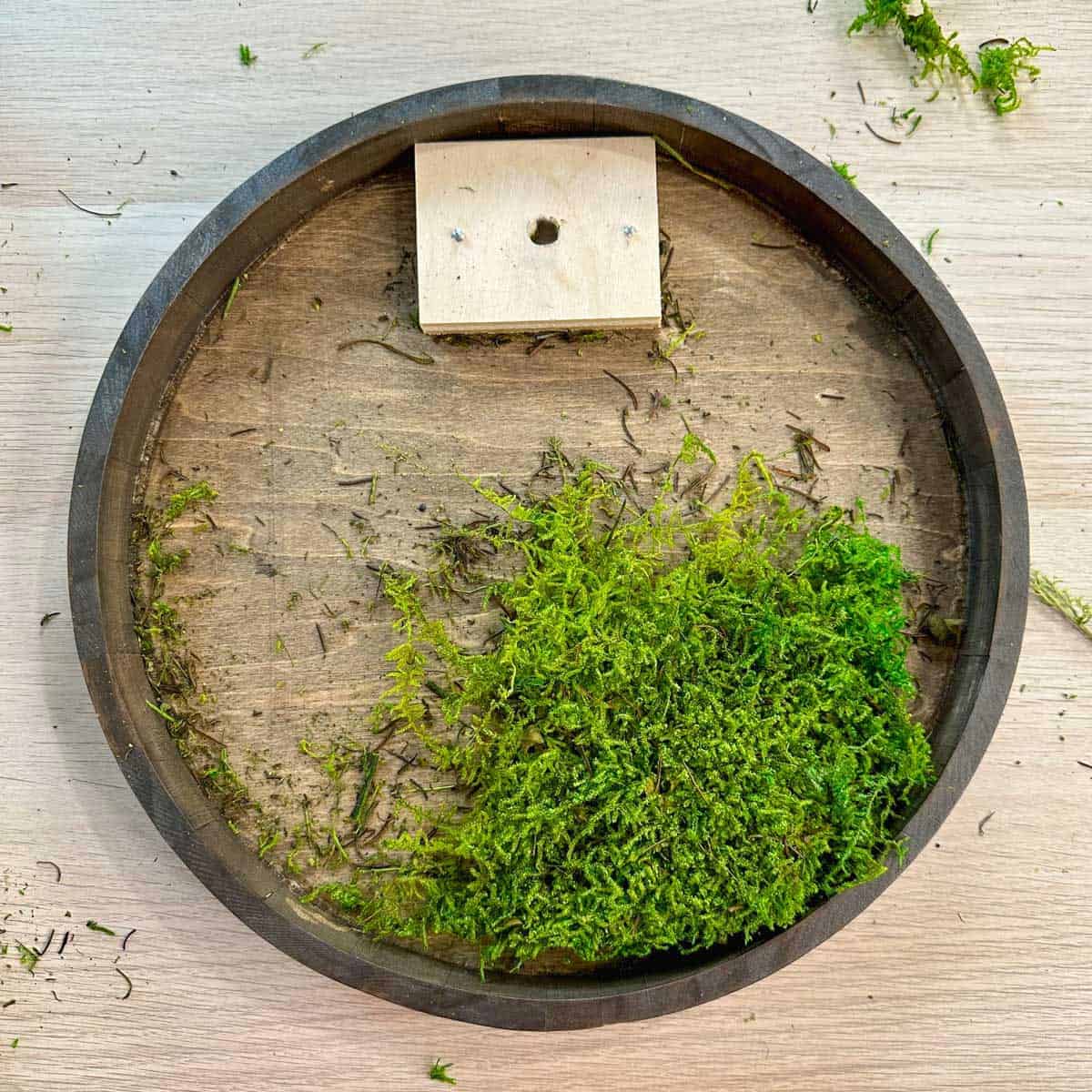 Make Beautiful DIY Moss Wall Art - Artsy Pretty Plants