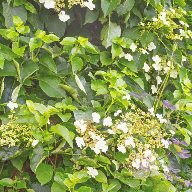 35 Perfect Climbing Plants for a Trellis - Artsy Pretty Plants