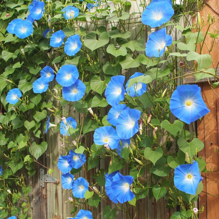 35 Perfect Climbing Plants for a Trellis - Artsy Pretty Plants