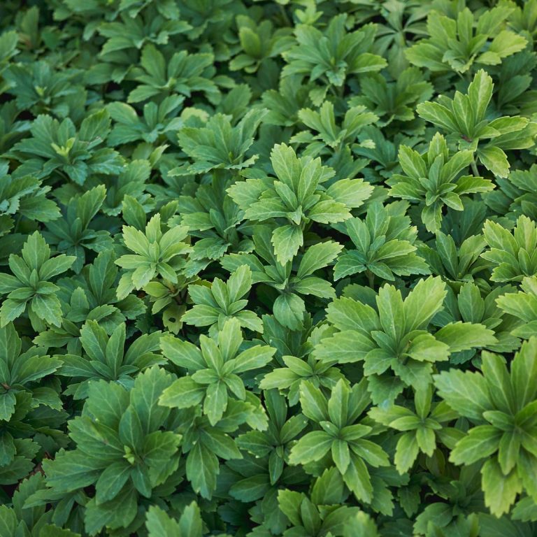23 Ground Cover Plants For Shade (And Add Texture) - Artsy Pretty Plants