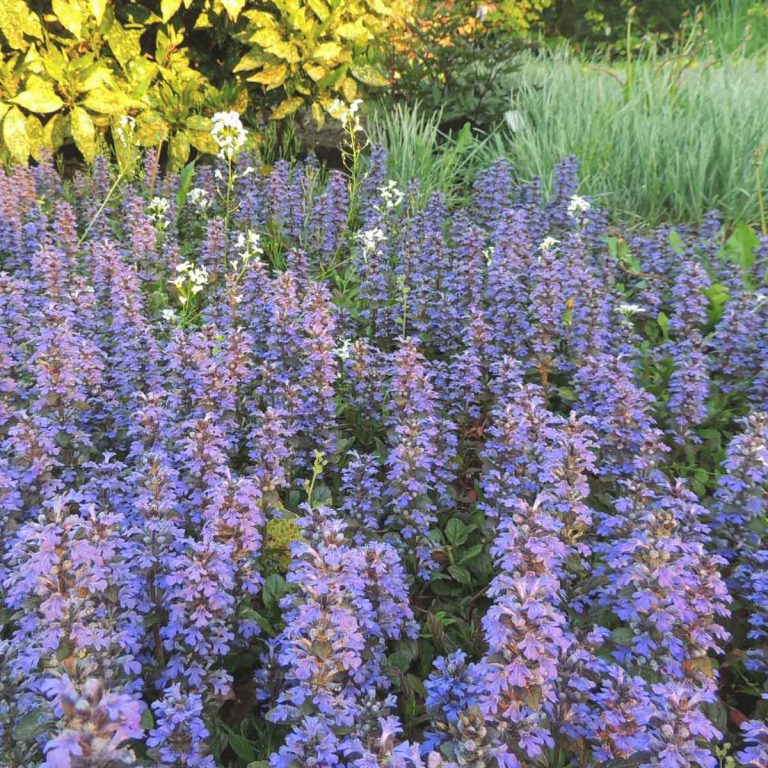 23 Ground Cover Plants For Shade (And Add Texture) - Artsy Pretty Plants