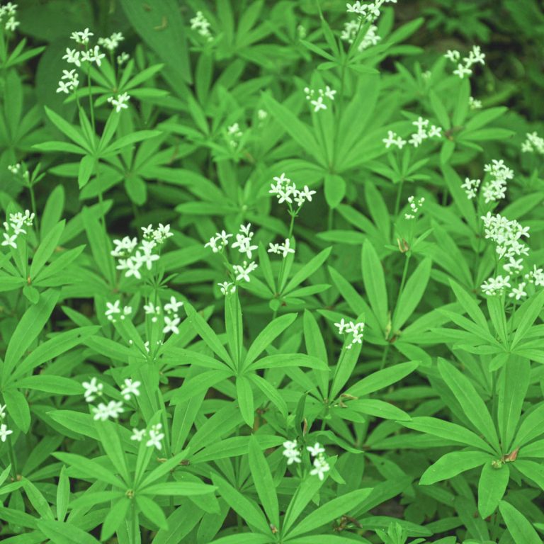 23 Ground Cover Plants For Shade (And Add Texture) - Artsy Pretty Plants