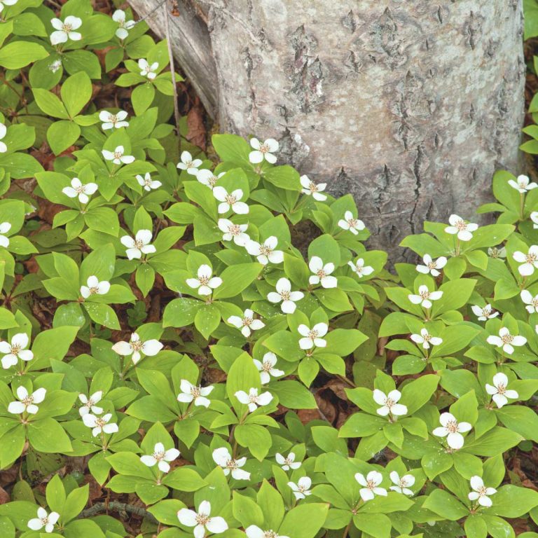 23 Ground Cover Plants For Shade (And Add Texture) - Artsy Pretty Plants