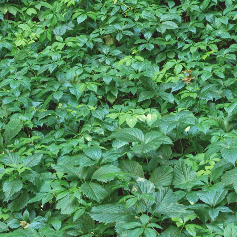 23 Ground Cover Plants For Shade (And Add Texture) - Artsy Pretty Plants