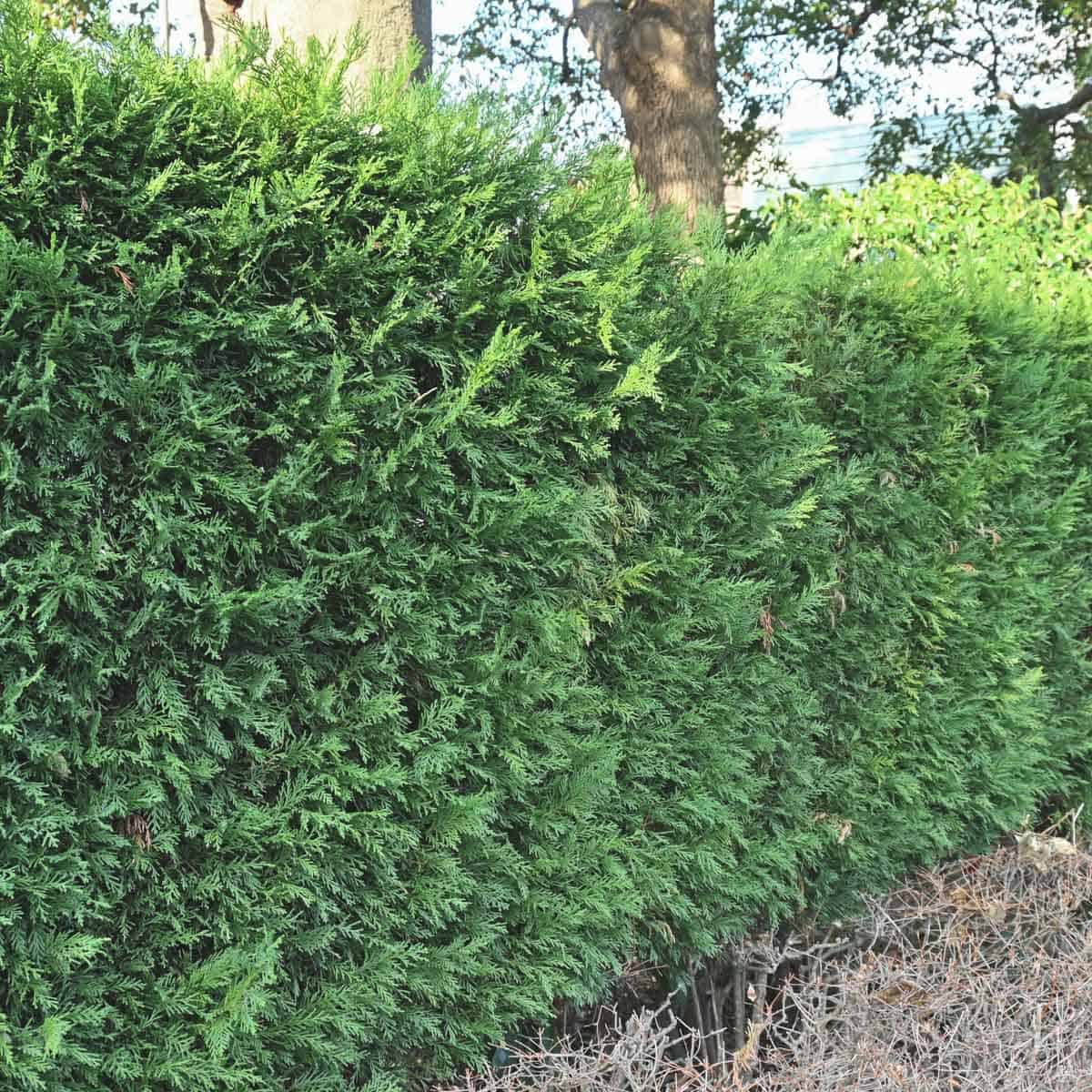 25 Best Hedge Plants That Are Also Evergreen - Artsy Pretty Plants