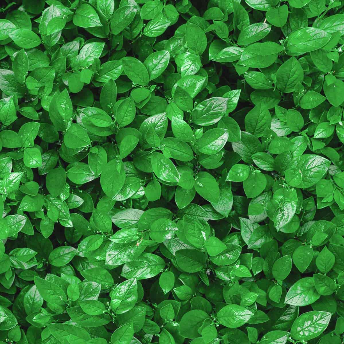 25 Best Hedge Plants That Are Also Evergreen - Artsy Pretty Plants