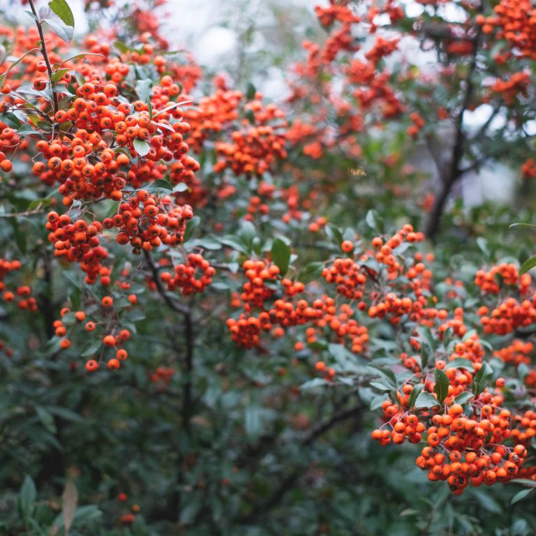25 Best Hedge Plants That Are Also Evergreen - Artsy Pretty Plants