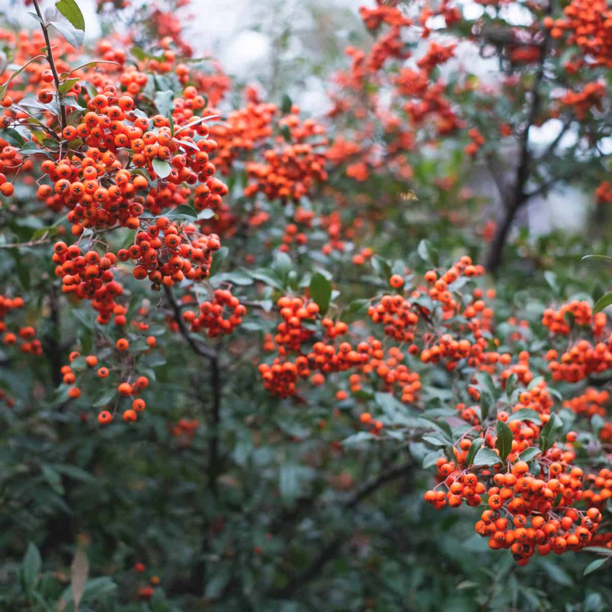 25 Best Hedge Plants That Are Also Evergreen - Artsy Pretty Plants