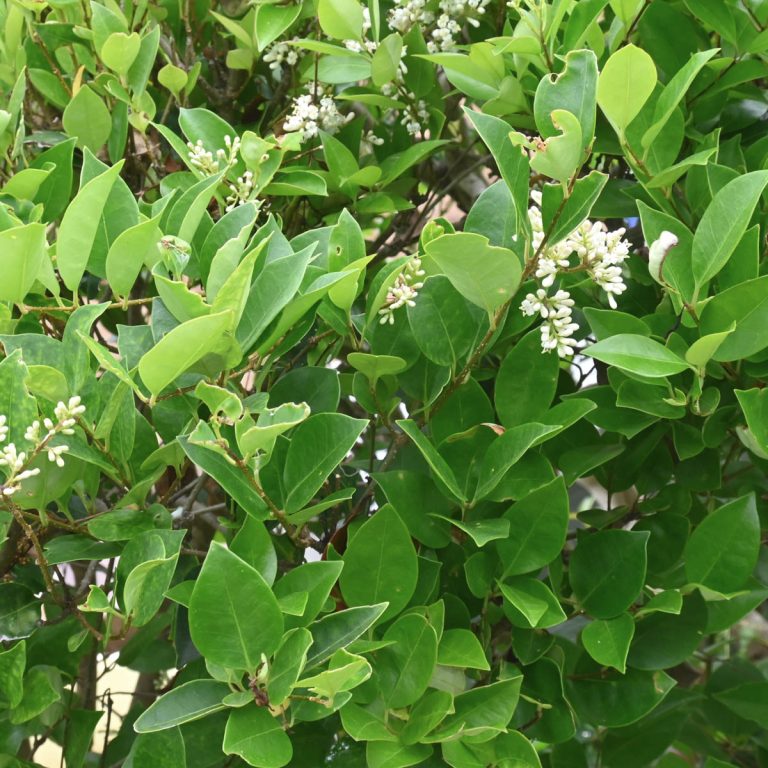 25 Best Hedge Plants That Are Also Evergreen - Artsy Pretty Plants