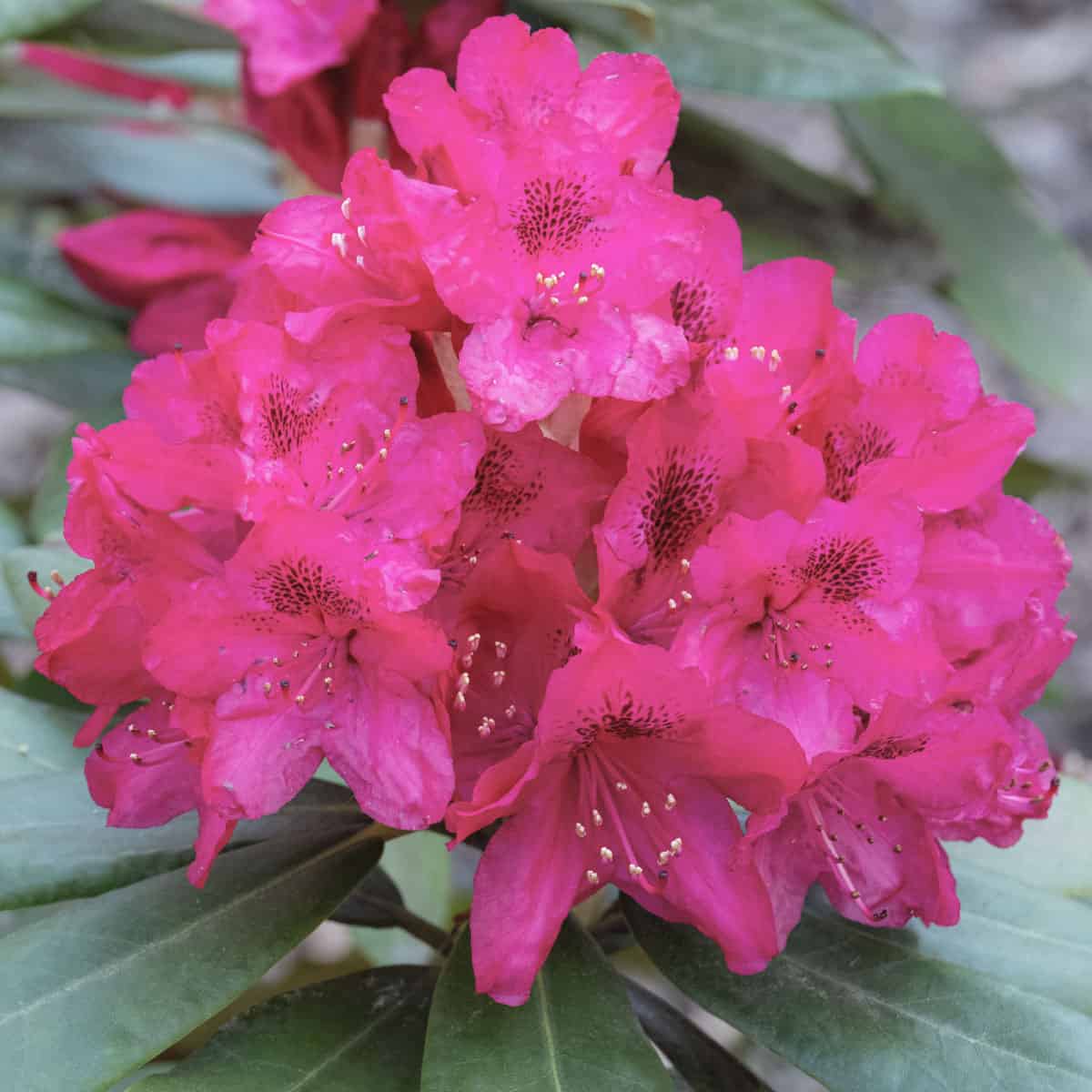 25 Best Hedge Plants That Are Also Evergreen - Artsy Pretty Plants