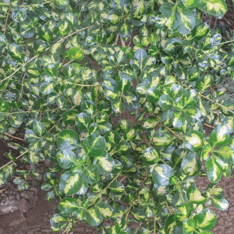 25 Best Hedge Plants That Are Also Evergreen - Artsy Pretty Plants