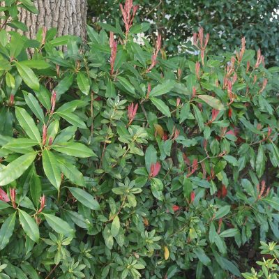 25 Best Hedge Plants That Are Also Evergreen - Artsy Pretty Plants