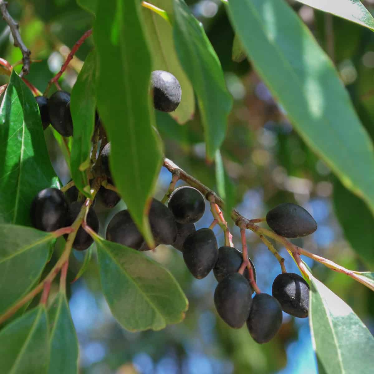 25 Best Hedge Plants That Are Also Evergreen - Artsy Pretty Plants