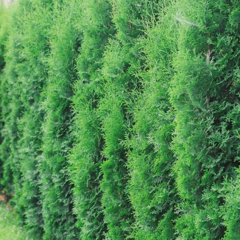 25 Best Hedge Plants That Are Also Evergreen - Artsy Pretty Plants