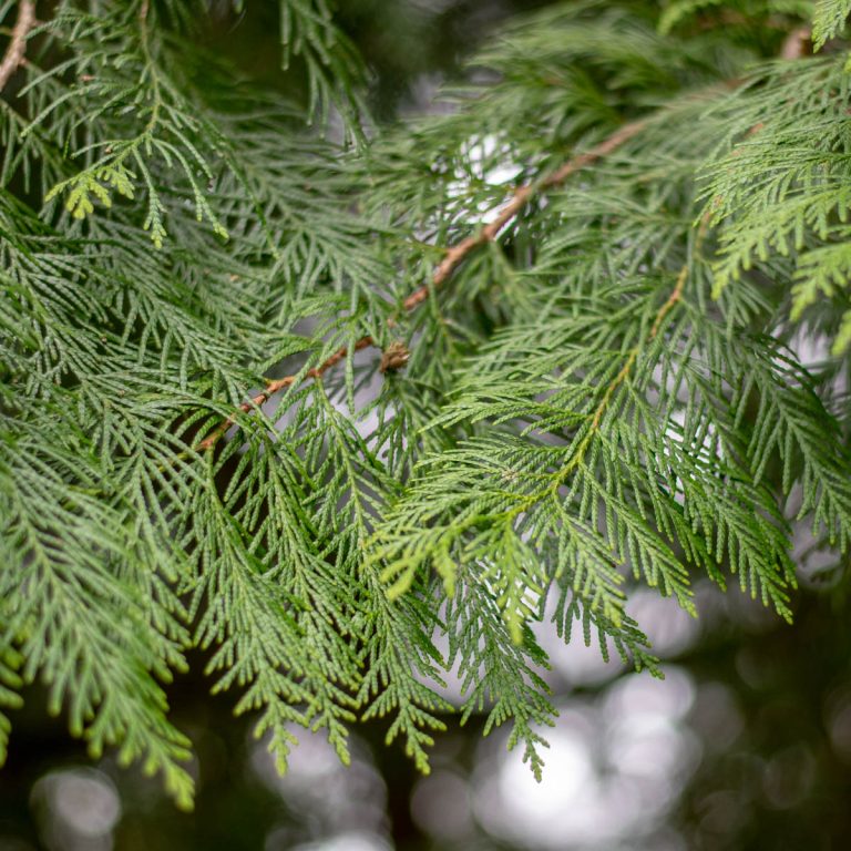 25 Best Hedge Plants That Are Also Evergreen - Artsy Pretty Plants
