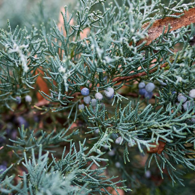 25 Best Hedge Plants That Are Also Evergreen - Artsy Pretty Plants
