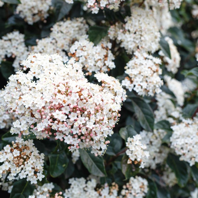 25 Best Hedge Plants That Are Also Evergreen - Artsy Pretty Plants