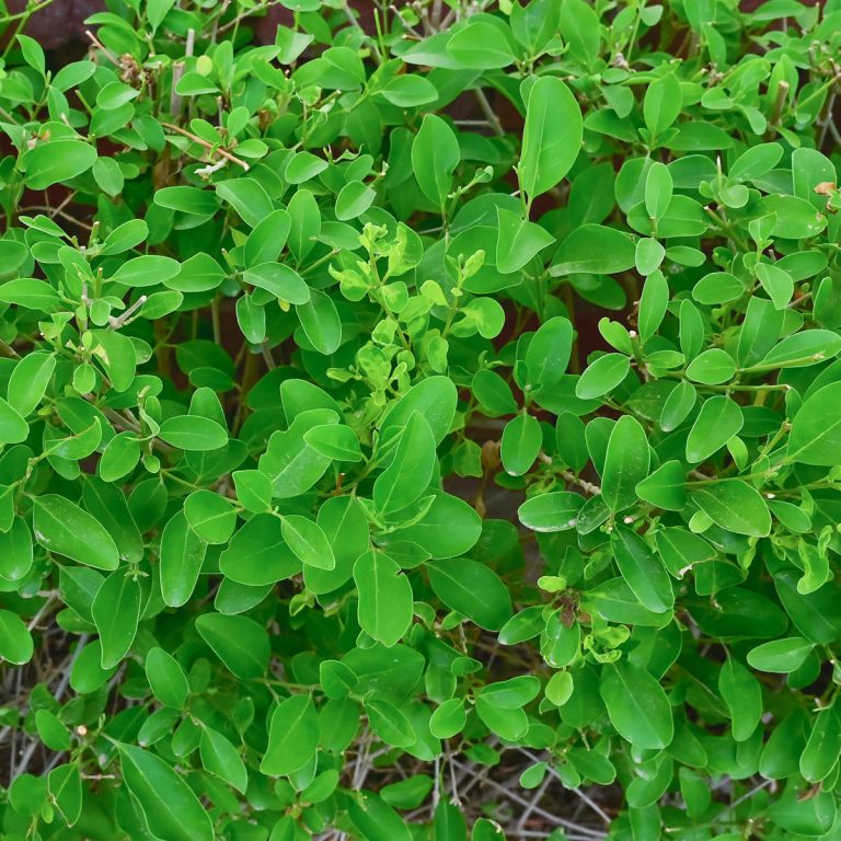 25 Best Hedge Plants That Are Also Evergreen - Artsy Pretty Plants